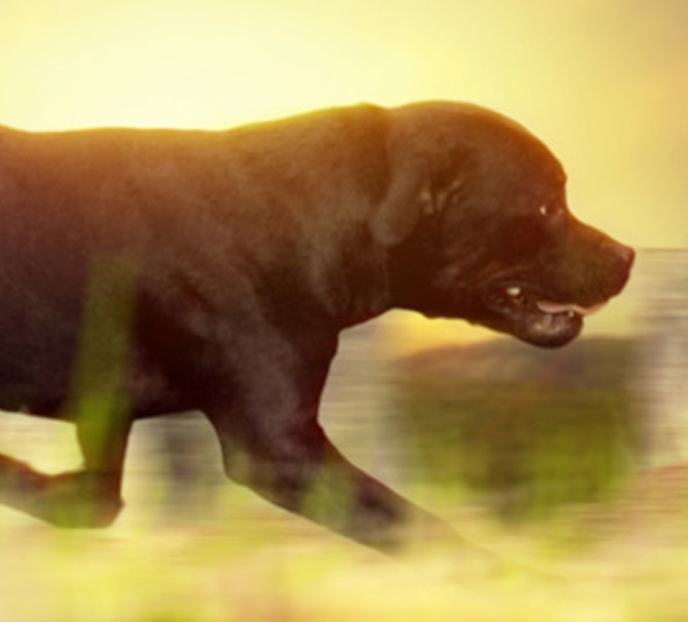 Concours vidéo « Qui sont les animaux ? » | Musée de la chasse et de la ...